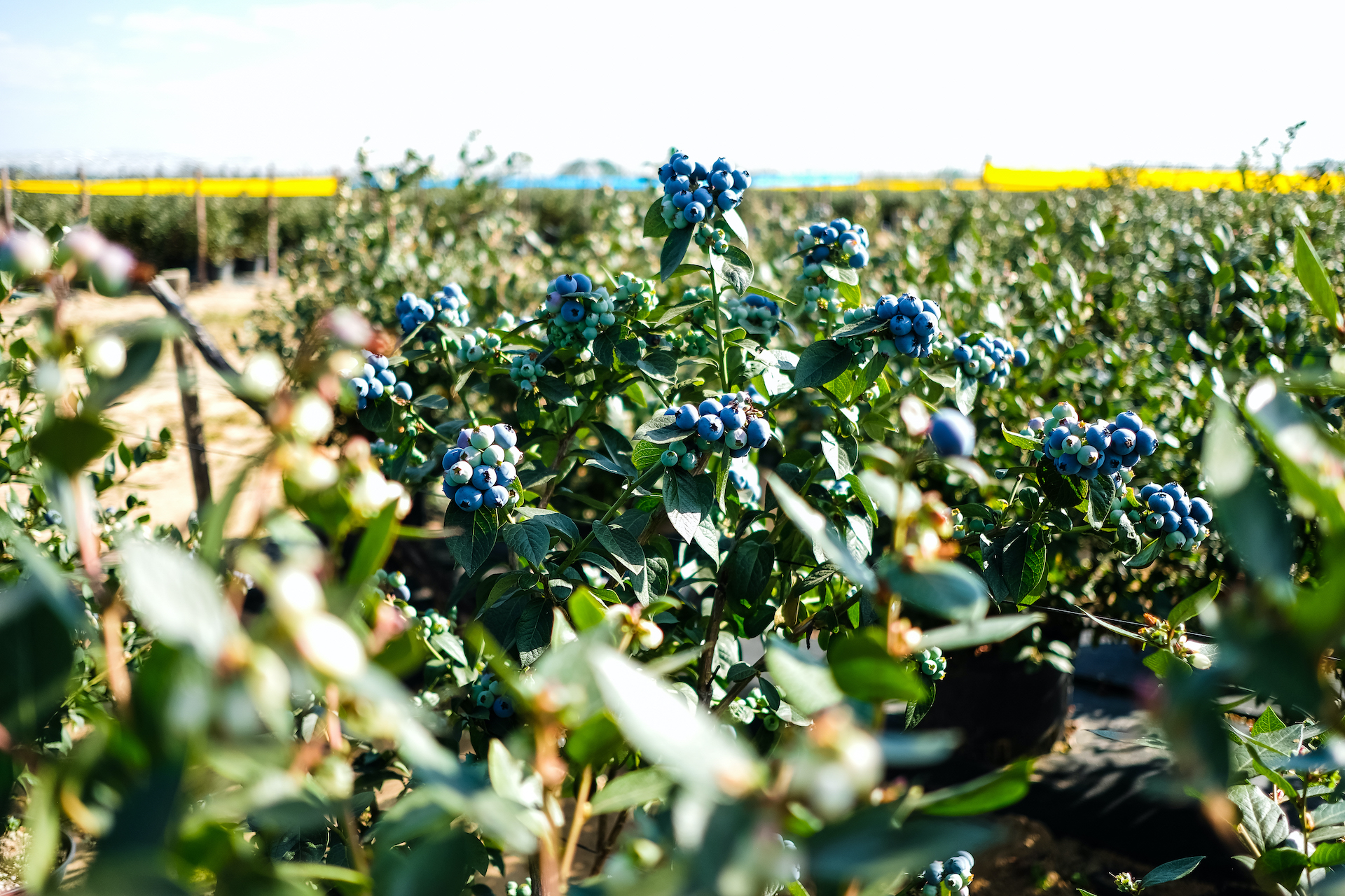 The Africa Crops Trading Company – Trading agricultural produce from Africa